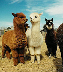 Alpacas.it - L' Alpaca animale da fibra di qualità, razza Huacaya e ...